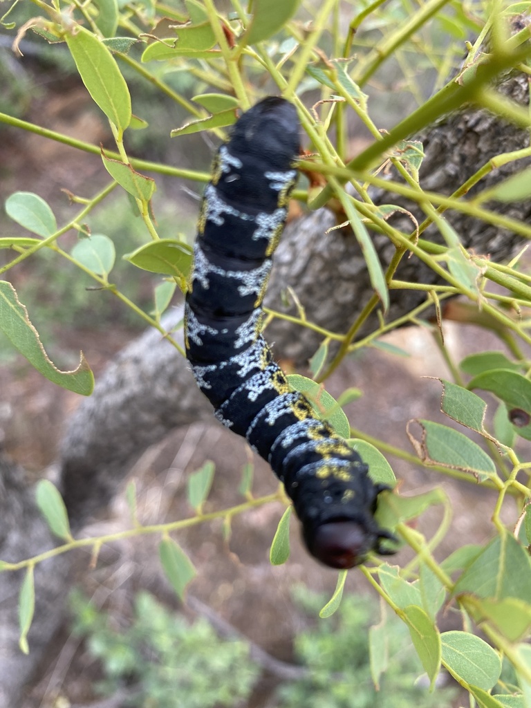 Mopane Worm from Tierpoort, GP, ZA on December 21, 2021 at 10:10 AM by ...
