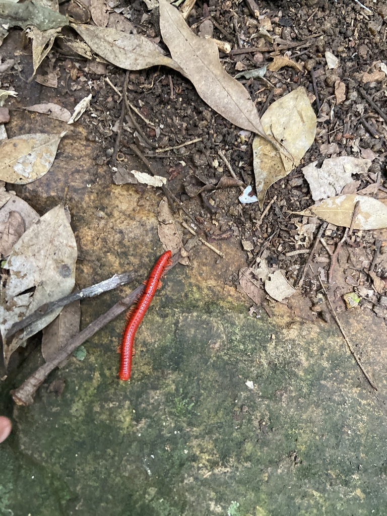 Red Millipedes from Fish Eagle Trail, KZN, ZA on December 21, 2021 at ...
