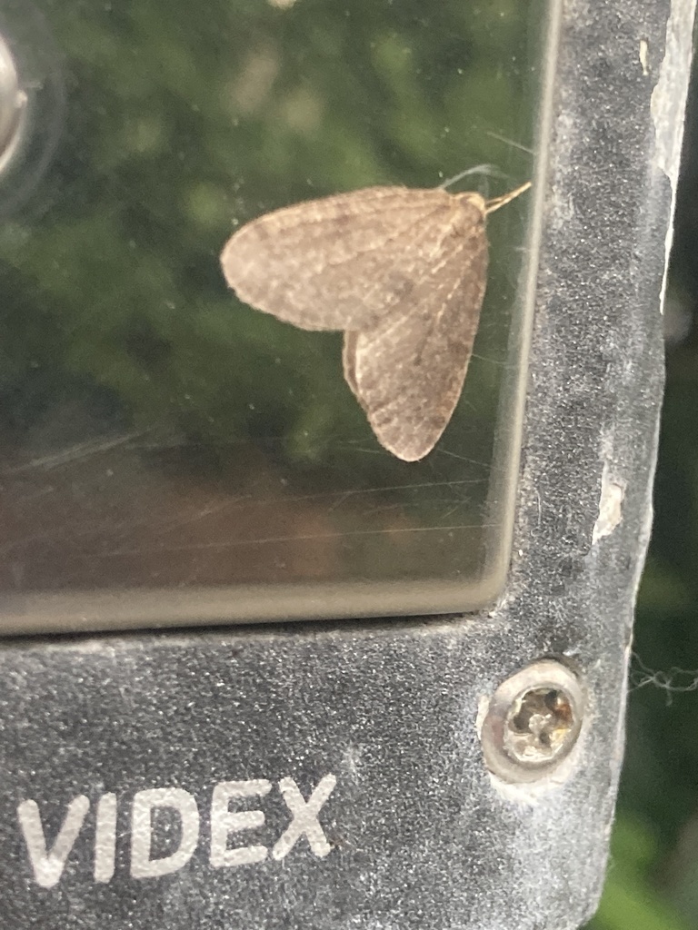 Winter Moth from Common Road, Rickmansworth, England, GB on December 21 ...