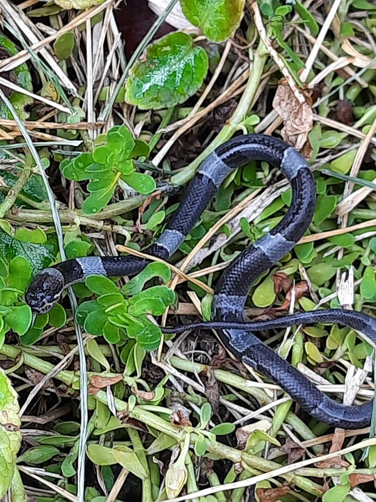 Black-banded Cat-eyed Snake from Nuevo Centrode Poblacion, Acapulco de ...