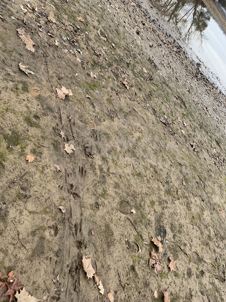 American Alligator from Wheeler Lake, Decatur, AL, US on December 21 ...