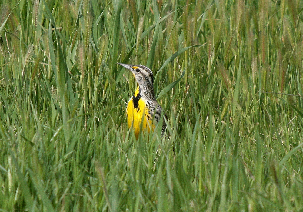 Western Meadowlark (More Mesa Bird Guide) · iNaturalist