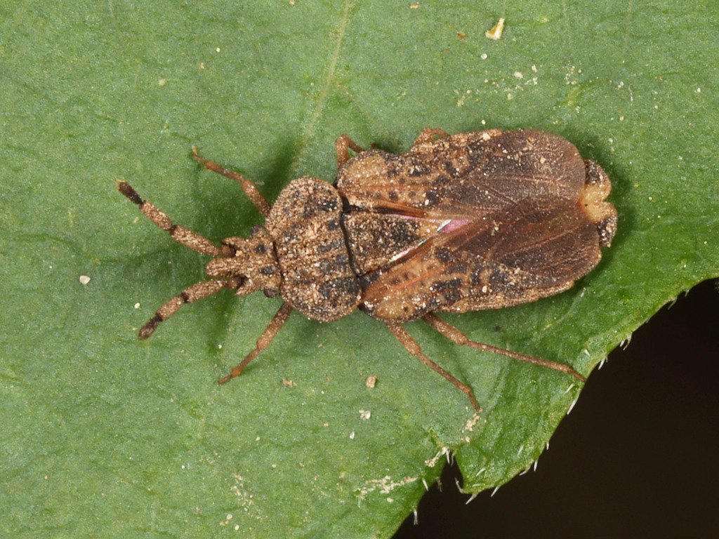 Aradus duzeei from Heartlake Conservation Area, ON on June 4, 2021 at ...