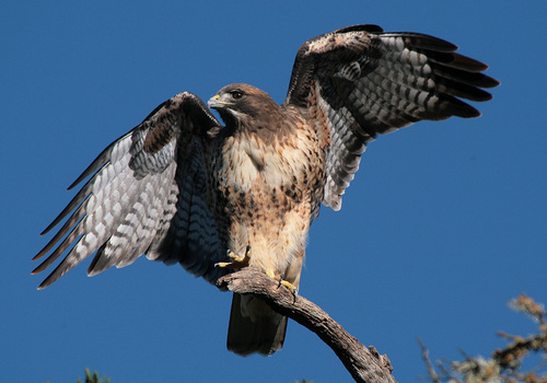 Red-tailed Hawk (More Mesa Bird Guide) · iNaturalist Mexico