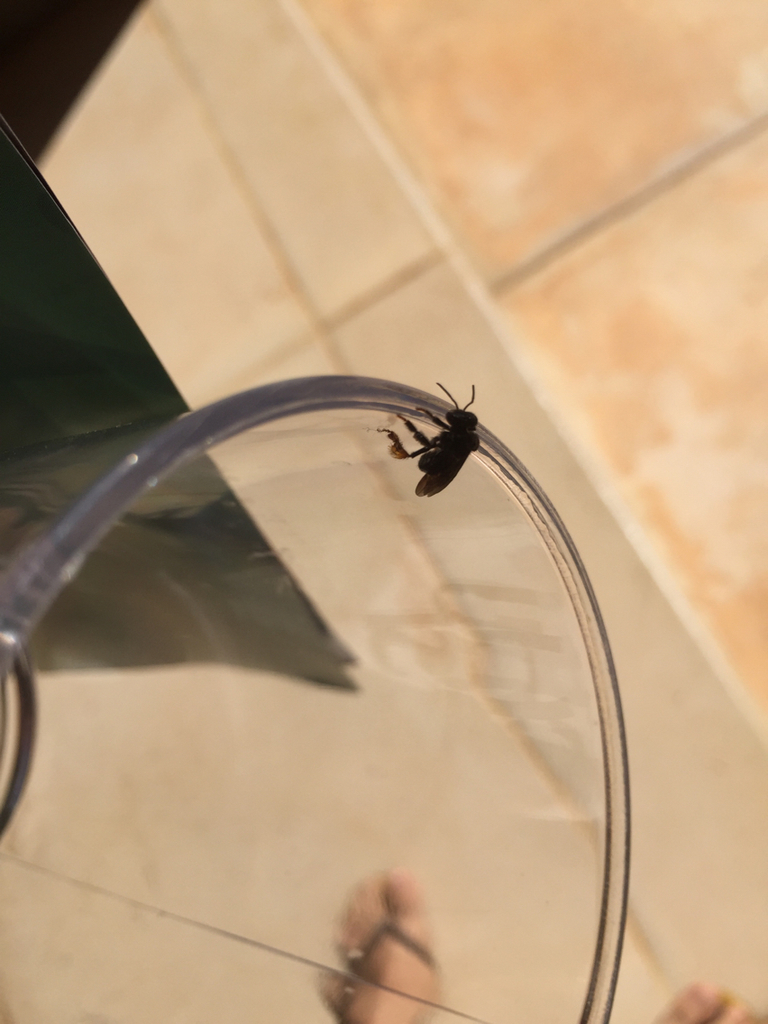 Spiny-legged Stingless bee from Shis QL 18 Conjunto 4, Brasília, DF, BR ...