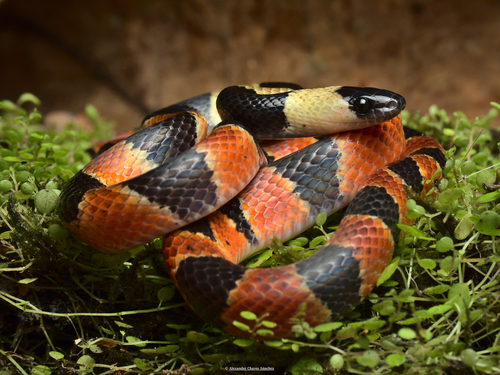 Forest Flame Snake (Oxyrhopus petolarius) · iNaturalist