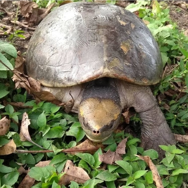 Central American River Turtle in January 2018 by Vulpes Inculta ...