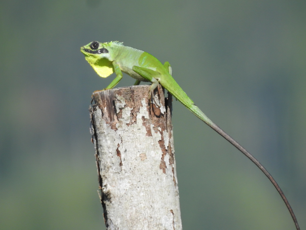 Sumatra Bloodsucker from Gayo Lues, Aceh, Indonesia on December 13 ...