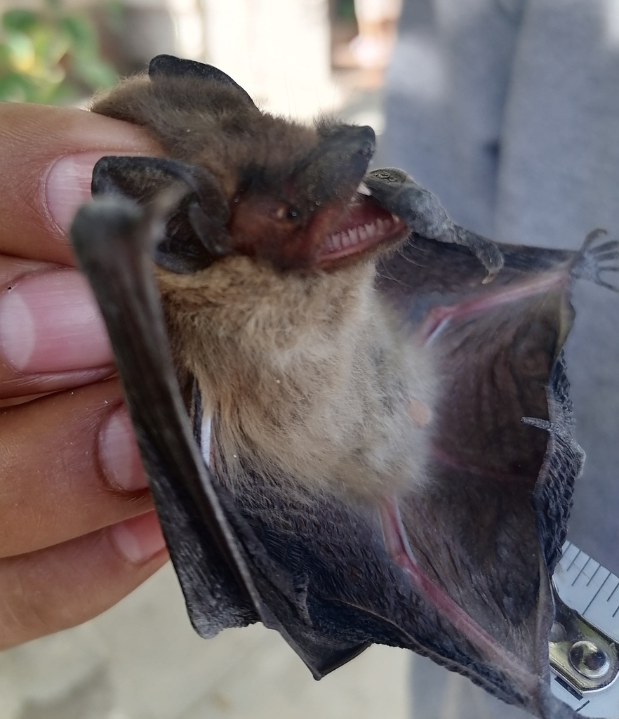Big Brown Bat in July 2021 by Osorio Michl · iNaturalist