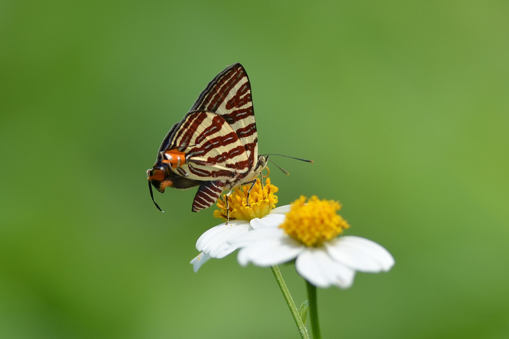 Long-banded Silverline from 香港南涌 on May 07, 2012 at 10:59 AM by WK ...