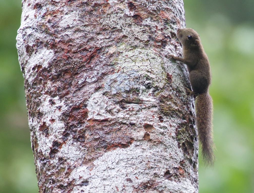 Philippine Pygmy Squirrel from Bohol, Philippines on March 16, 2017 at ...