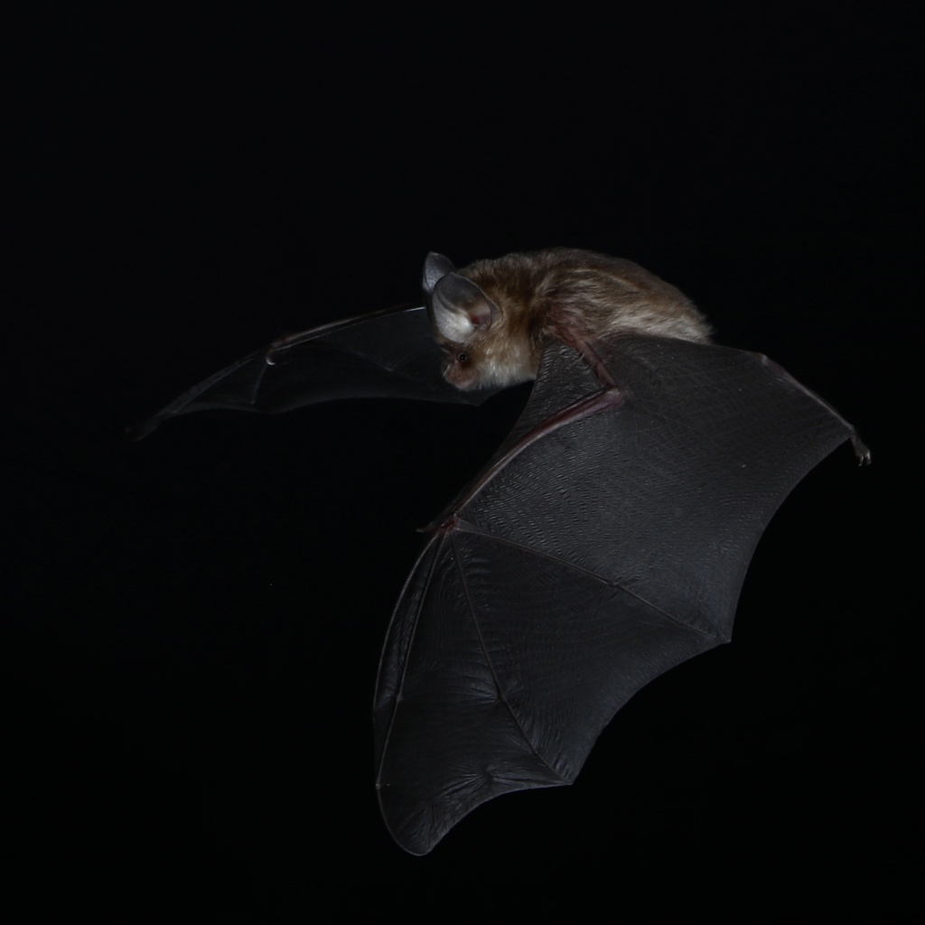 Thailand roundleaf bat in November 2021 by Pipat Soisook · iNaturalist