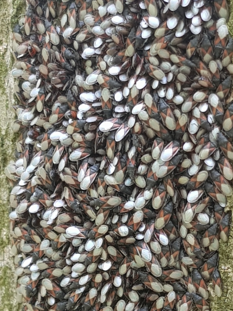 Lime seed bug from Snagov, Romania on April 25, 2021 at 03:50 PM by ...