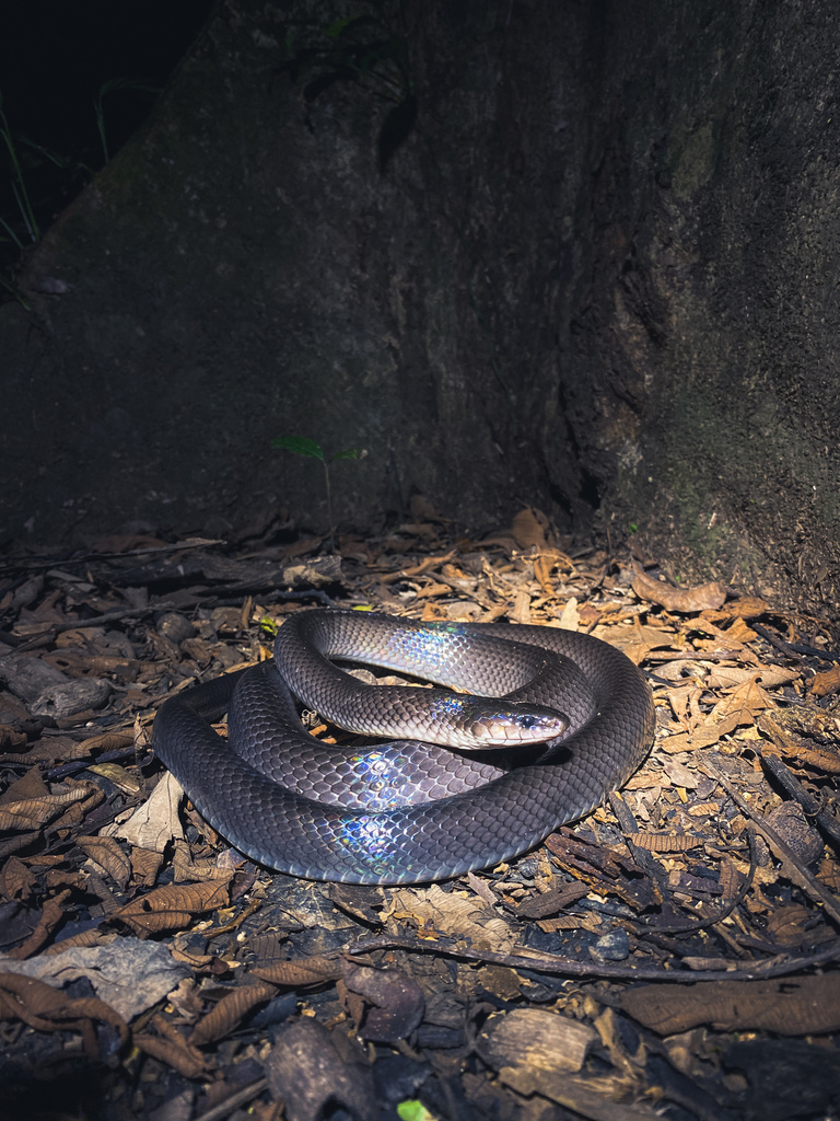 Common Mussurana from Golfito, Province de Puntarenas, CR on December ...