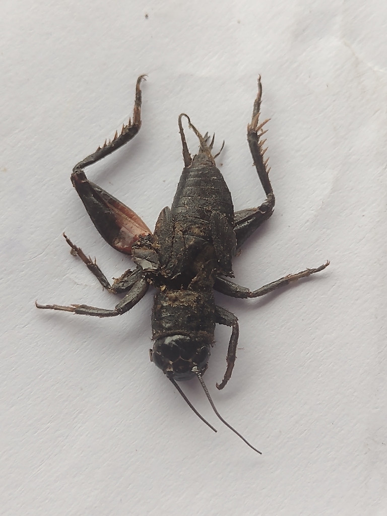 Field Crickets from Urb Progreso, Ayacucho, Perú on December 22, 2021 ...
