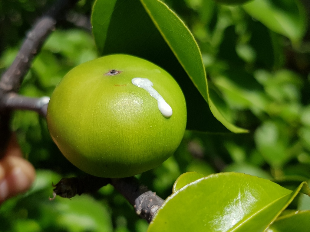 Manchineel from Canton de Saint-François, Guadeloupe on June 12, 2019 ...