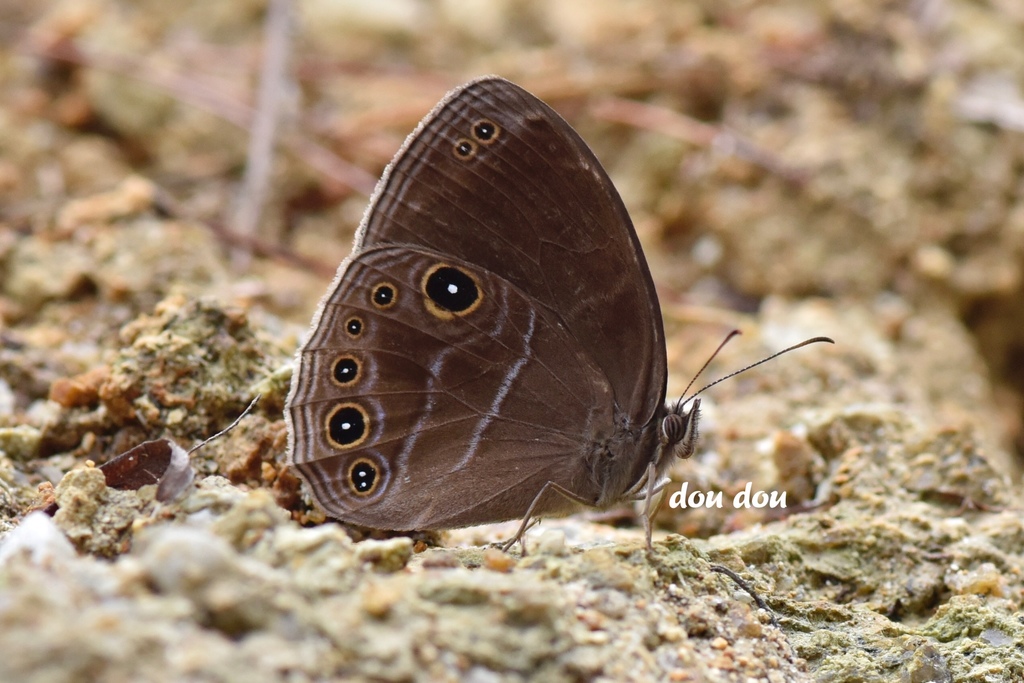 Lethe satyrina from 中国福建省三明市仙人谷 on May 4, 2021 at 11:10 AM by 豆豆 ...