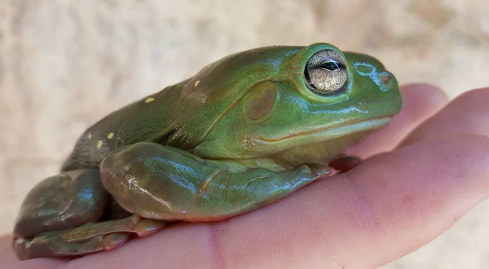 Splendid Treefrog from Durack WA 6743, Australia on July 16, 2016 by ...