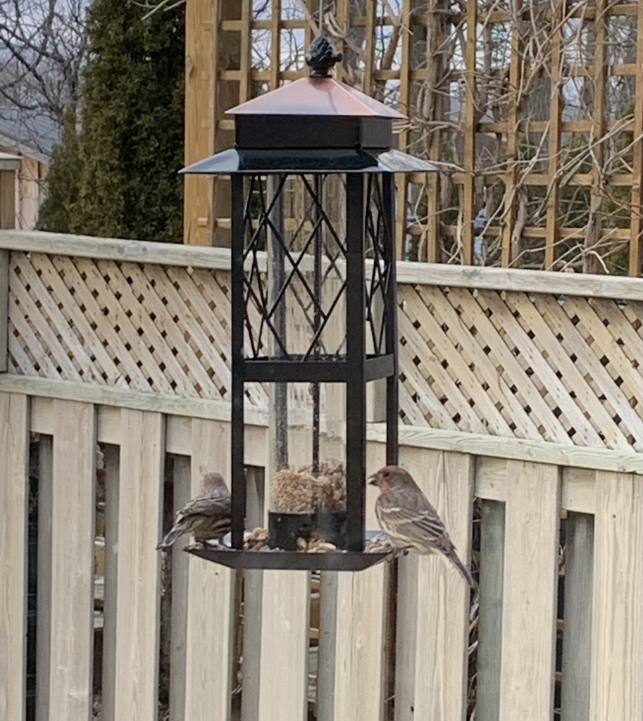 House Finch from Herbert Erbach Cres, Wilmot, ON, CA on December 17 ...