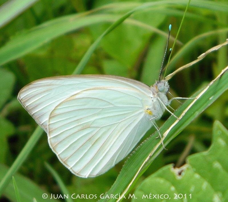 Mariposa Blanca De Florida LA MARIPOSA BLANCA. GUIA COMPLETA PARA SU