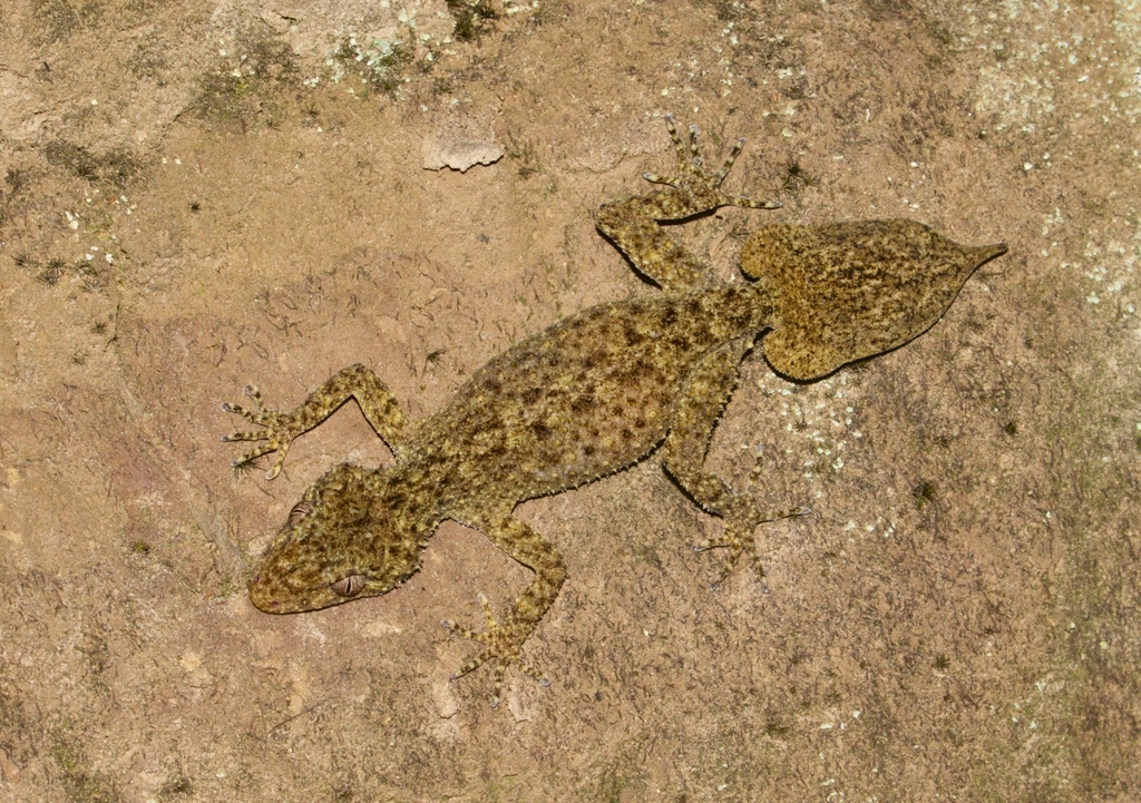 Broad-tailed Gecko in December 2021 by Scott Baker · iNaturalist