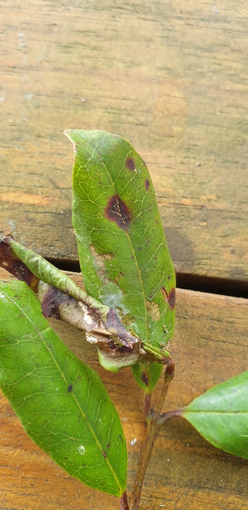 Myrtle Rust from Otaua, New Zealand on December 23, 2021 at 03:20 PM by ...