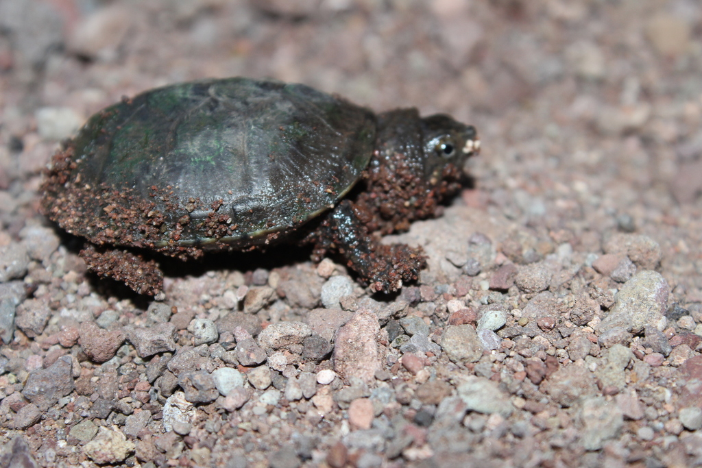 Alamos Mud Turtle in October 2021 by Horacio V. Barcenas · iNaturalist
