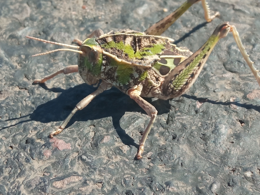 Alcamenes clarazianus from Sequeira on December 23, 2021 at 09:44 AM by ...