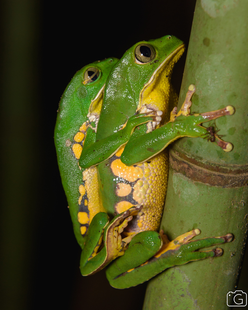 Brazilian Common Walking Leaf Frog from Pouso Alegre - MG, 37550-000 ...