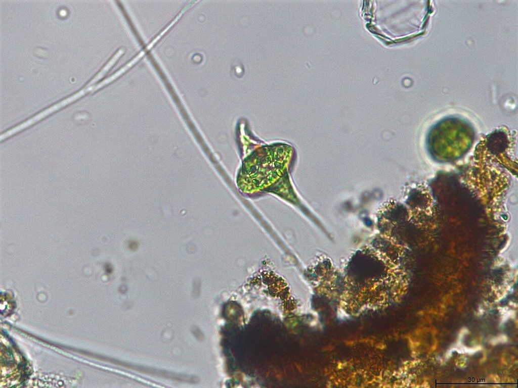 Discoplastis spathirhyncha from Praha 12, Česko on December 16, 2021 at ...