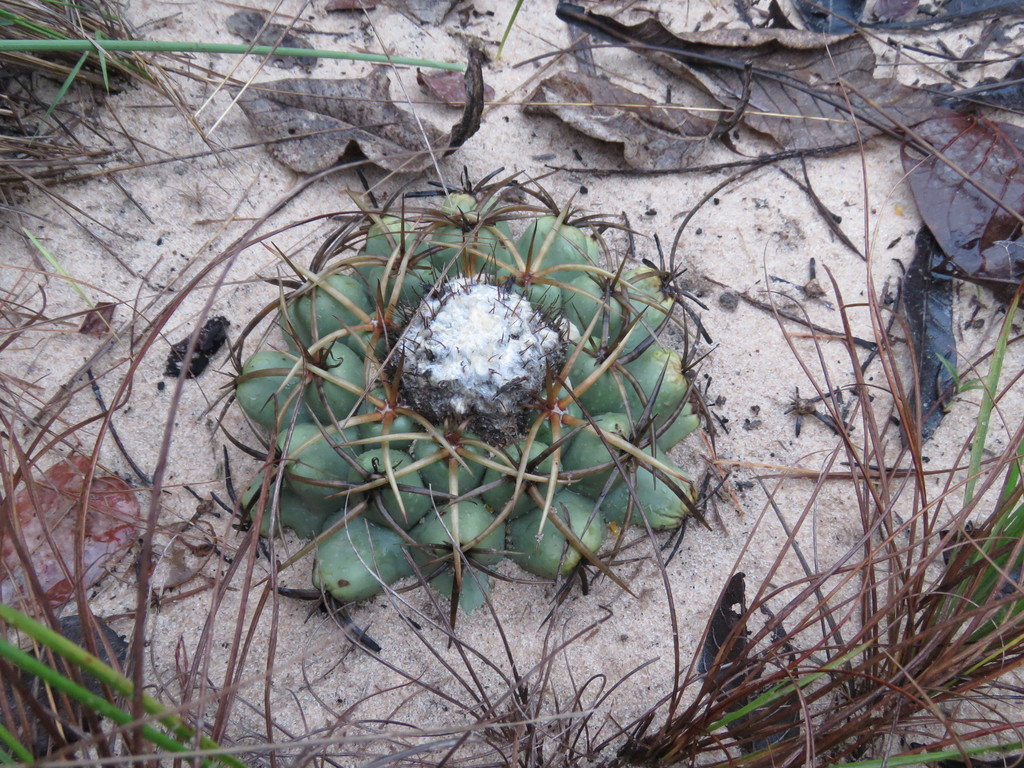 Discocactus catingicola in January 2021 by Bianca Matinata · iNaturalist