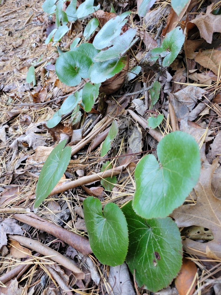 galax from Marion, NC 28752, USA on December 23, 2021 at 03:33 PM by ...