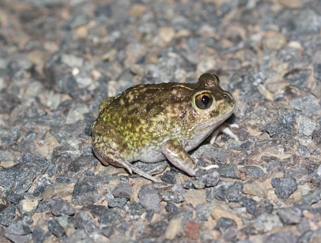 Desert Trilling Frog from Lake Cowal NSW 2671, Australia on December 21 ...