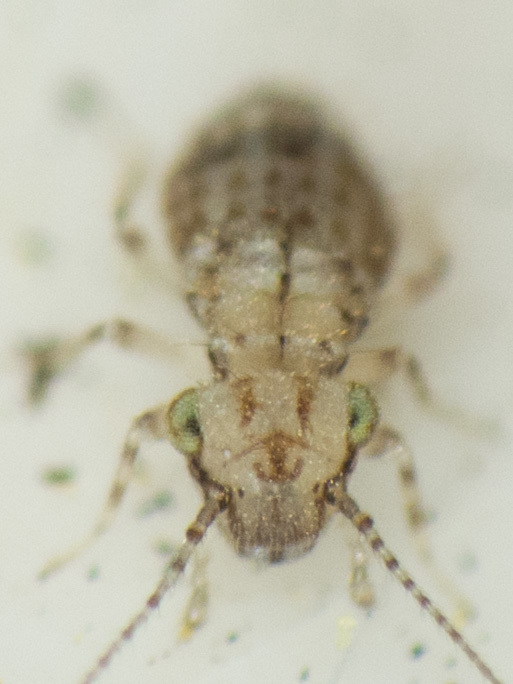 Cerobasis guestfalica in April 2018 by John Schneider · iNaturalist
