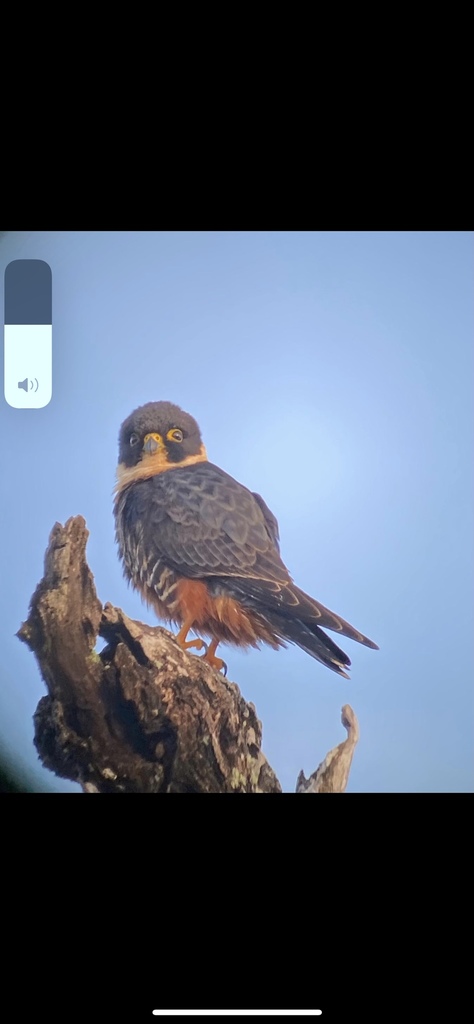 Bat Falcon from Alamo, TX, US on December 22, 2021 at 11:53 PM by ...