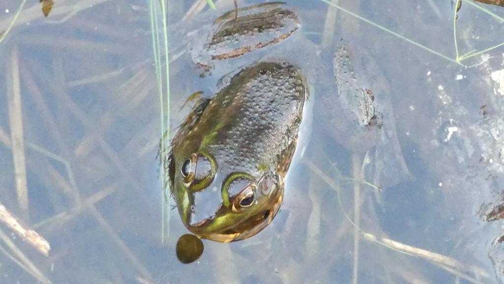 Pig Frog from Gulf Shores, AL, USA on December 23, 2021 at 05:24 PM by ...