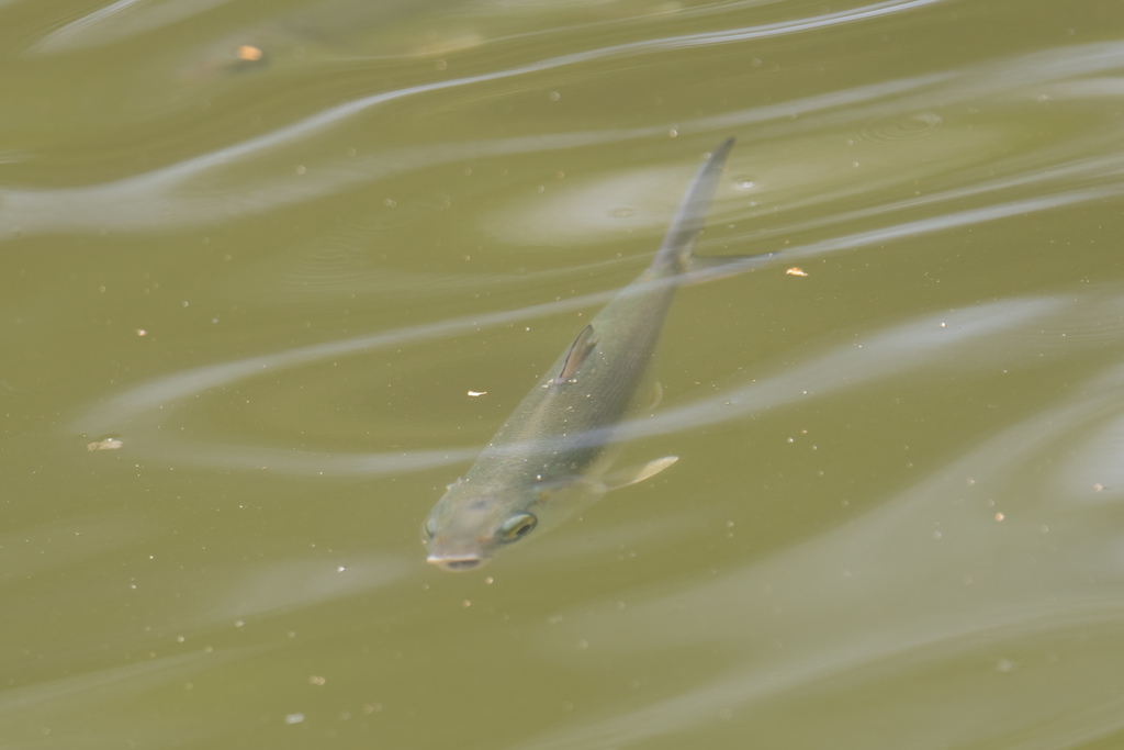 Milkfish from Lim Chu Kang, Singapore on December 21, 2021 at 02:45 PM ...