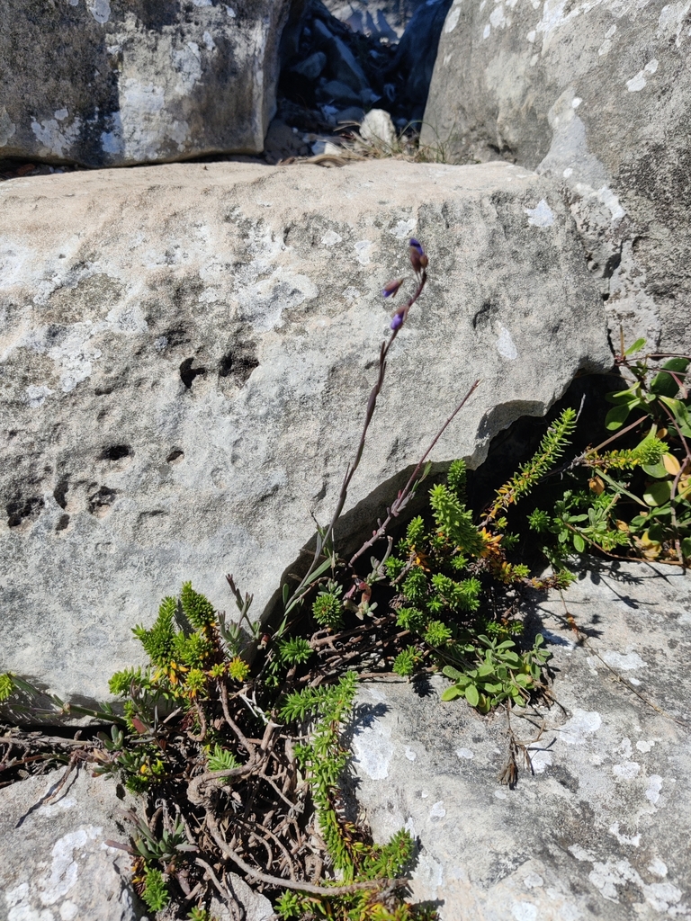 Heliophila linearis linearifolia from Greater Plettenberg Bay, South ...