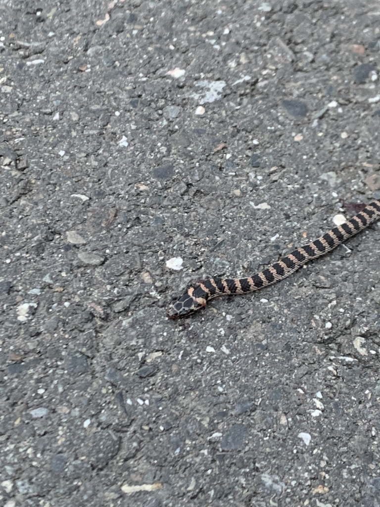 Red-banded Snake from 民主街124巷, 玉井區, TW on December 24, 2021 at 05:16 PM ...