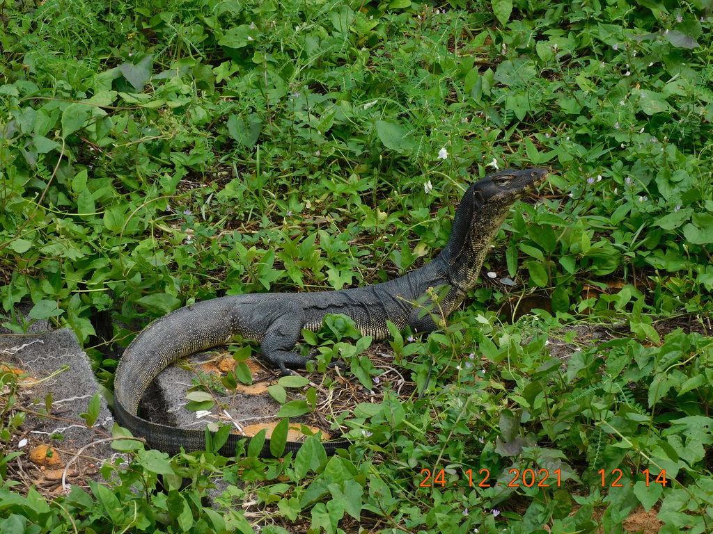 Southeast Asian Water Monitor from Jurong East, Singapore on December ...