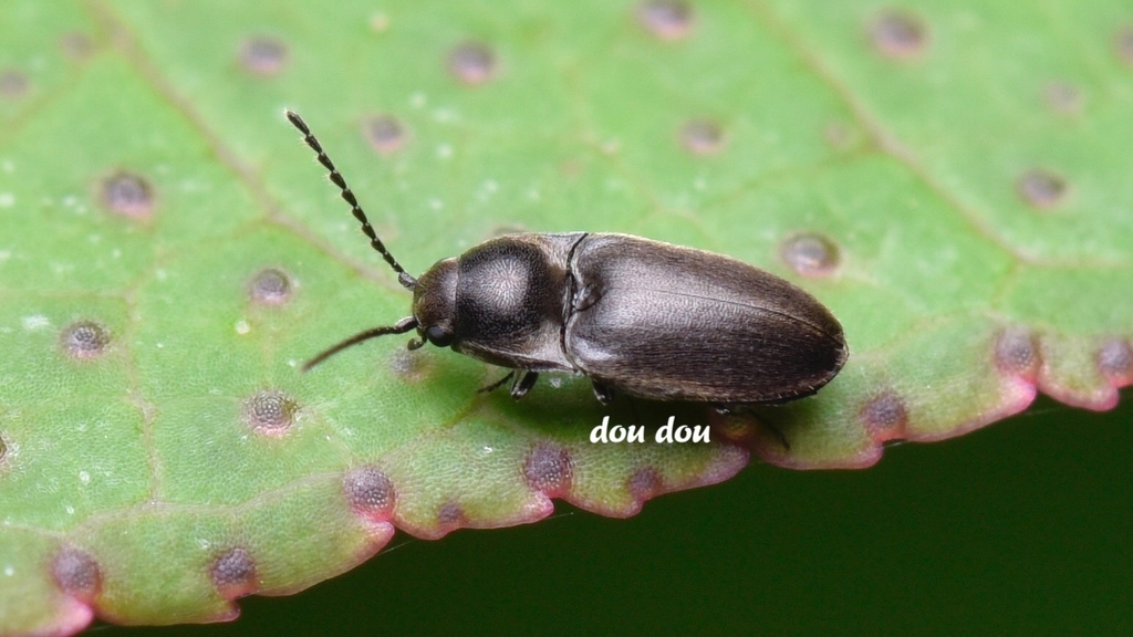 Quasimus shaxianensis from 中国福建省三明市仙人谷 on May 04, 2021 at 07:17 AM by ...