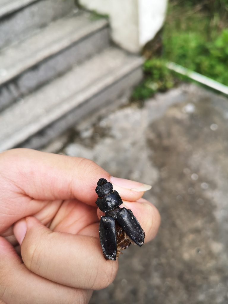 Lucanus fonti from 青田县, 丽水市, 浙江省, CN on July 30, 2021 at 06:14 PM by 二班 ...