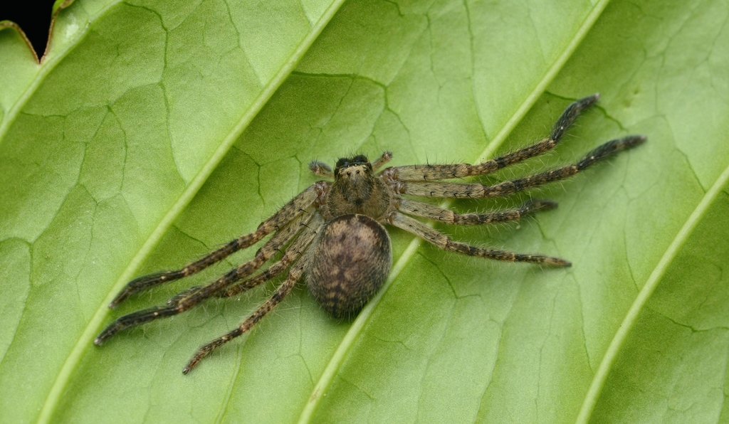 Golden Huntsman Spiders from Durgadahalli on December 20, 2021 at 11:01 ...