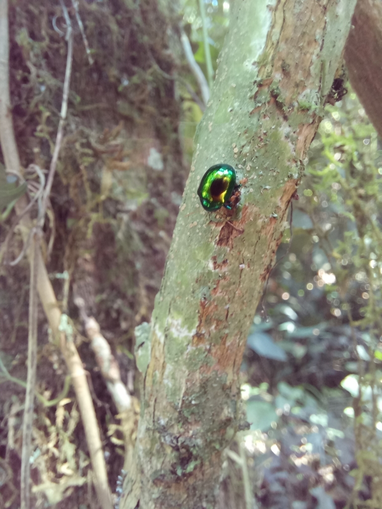 Colaspoides fulgida from Gral Manuel Belgrano, Misiones, Argentina on ...