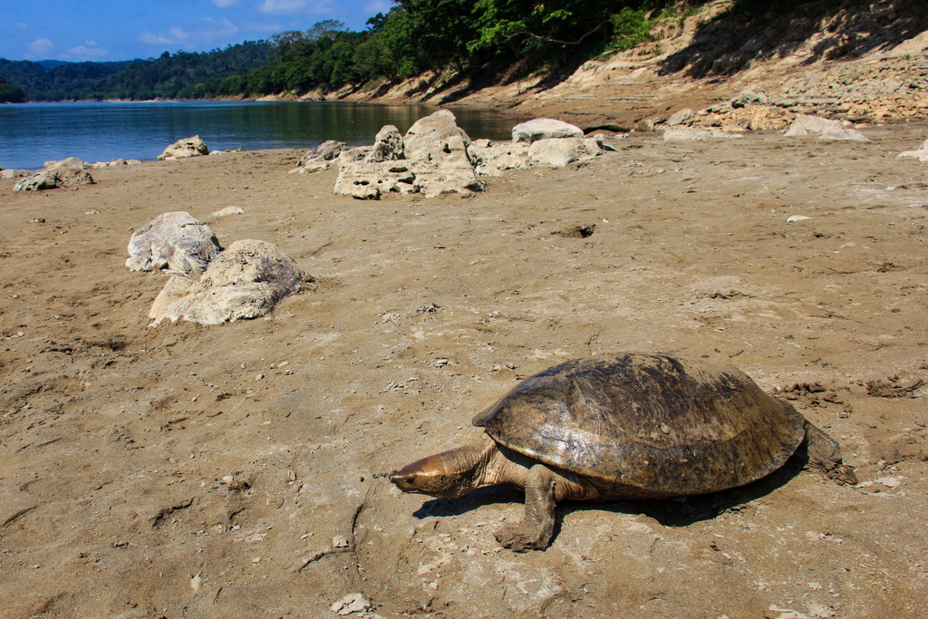 Central American River Turtle in February 2016 by Francisco Cubas ...