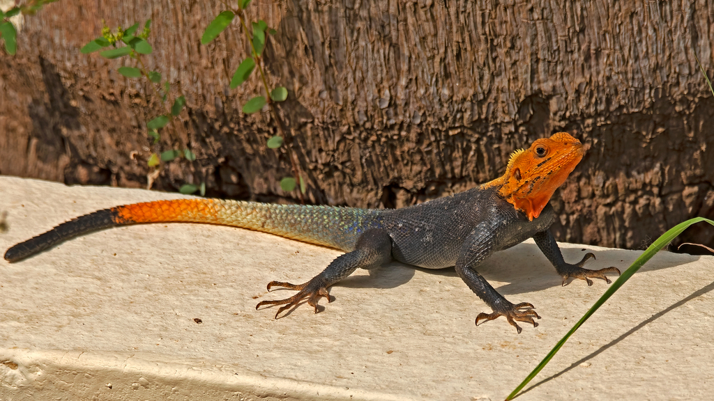 West African Rainbow Lizard from Afienya, Ghana on February 25, 2019 by ...