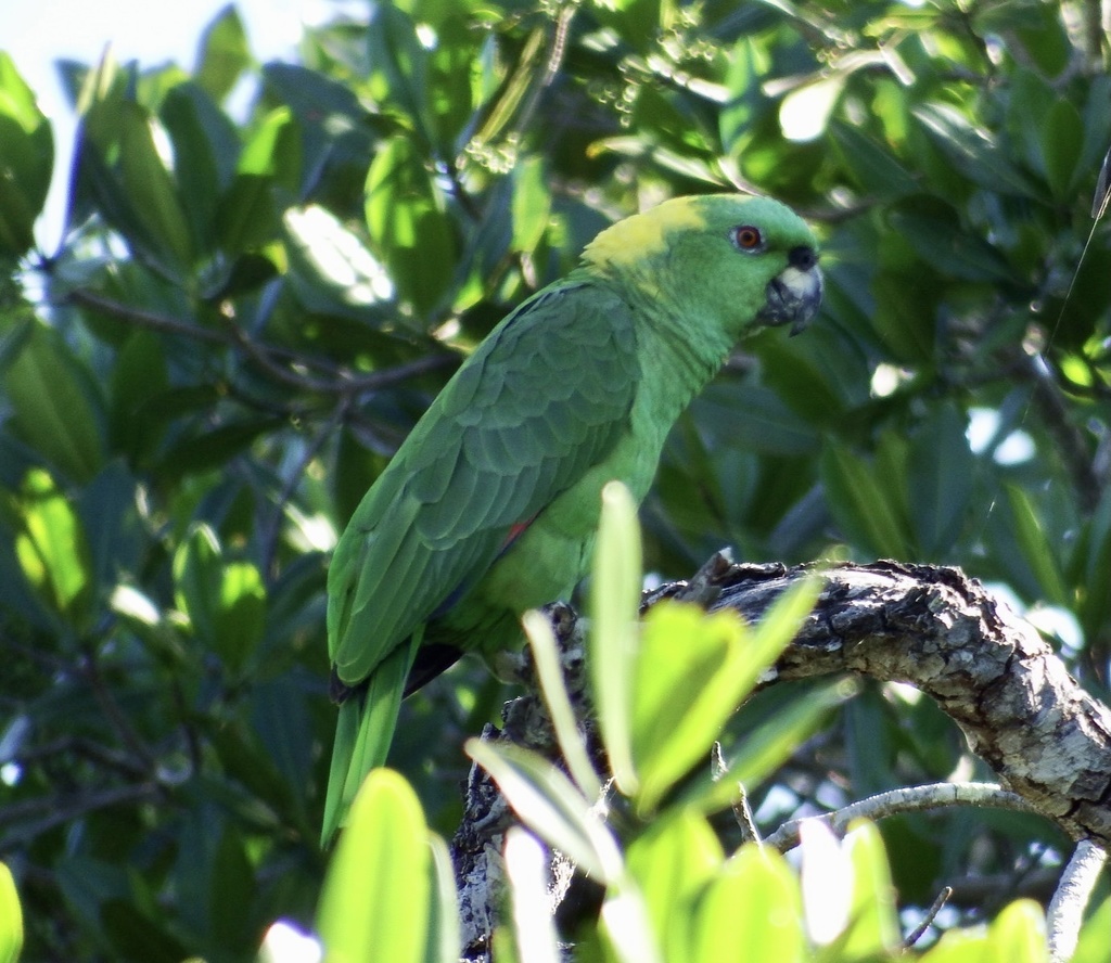Yellow-naped Parrot in December 2021 by sabolcik · iNaturalist