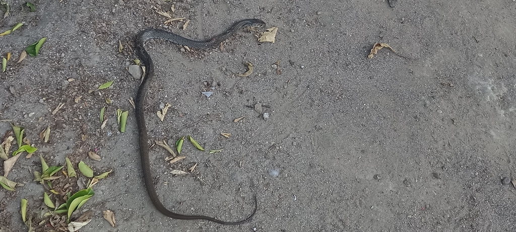 Central American Indigo Snake from GWM6+7QX, Liure, Honduras on ...