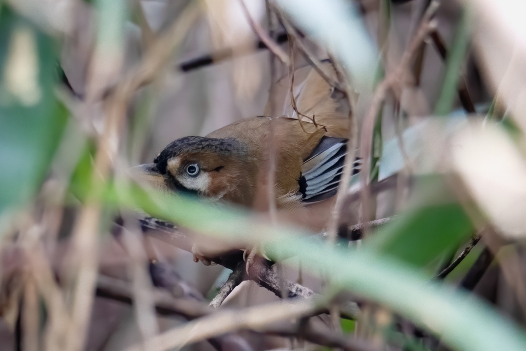 Moustached Laughingthrush in December 2021 by Sam · iNaturalist