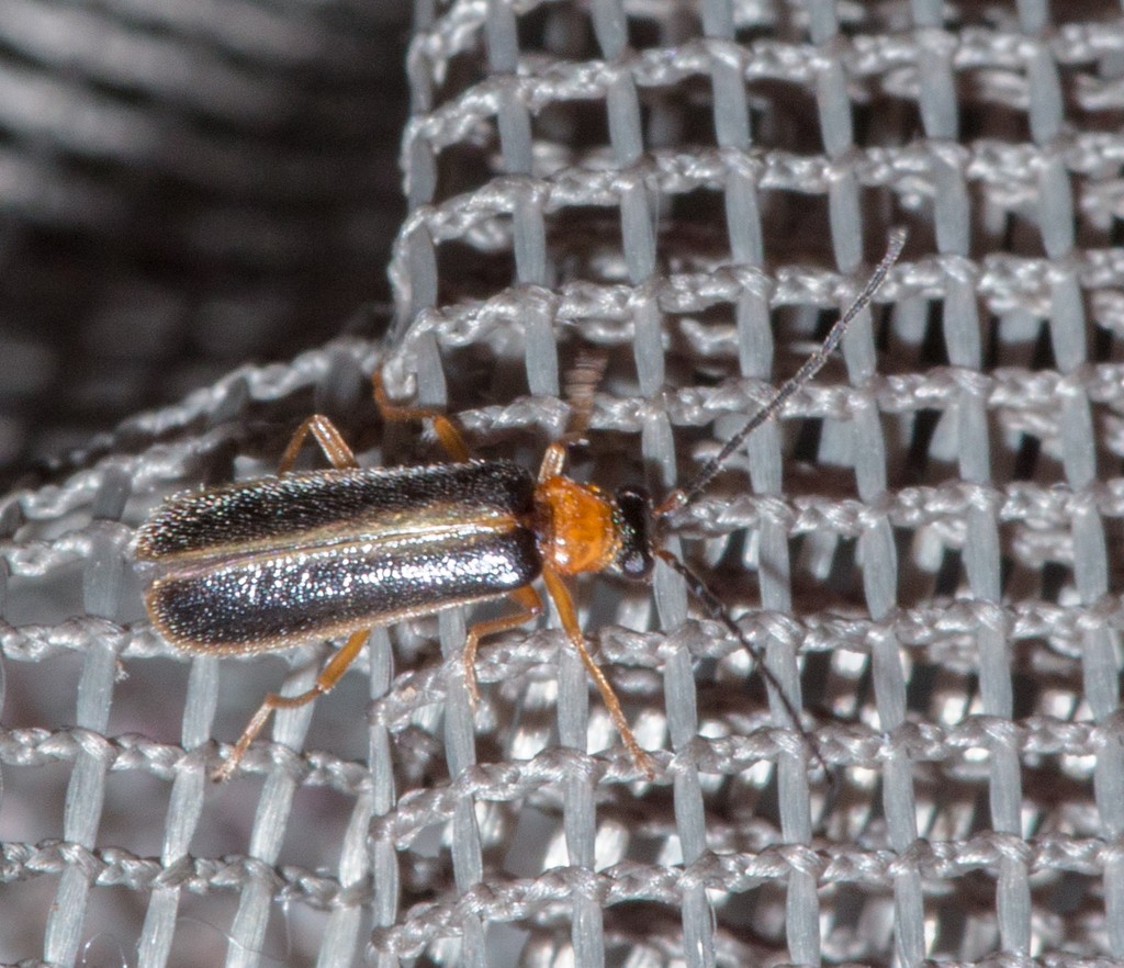 Rhagonycha mollis from Lewis, VT, USA on July 21, 2017 at 04:20 PM by ...